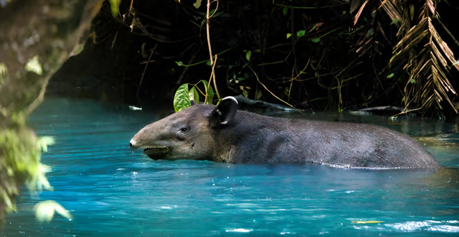 The Baird's Tapir: Discover Belize's Unique National Animal | Belize On Top